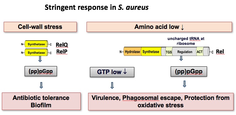 Mechanisms of (p)ppGpp action in Staphylococcus aureus | Nucleotide ...